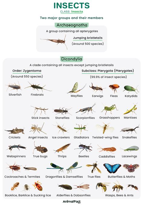 Image result for Insects Animals List