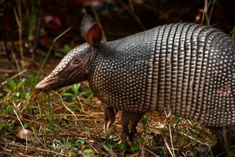 Image result for Python vs Armadillo