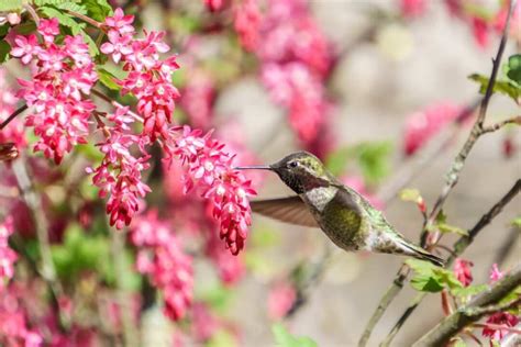 Image result for Pollinating Types of Bees