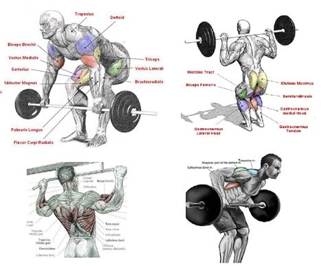 Image result for Building Muscle Mass Sublinal