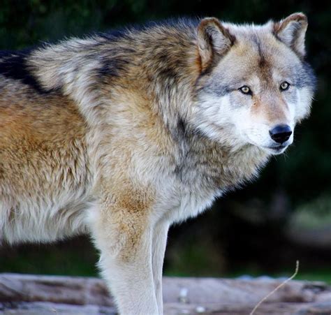 Image result for Timber Wolf