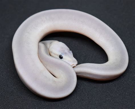 Image result for Ball Python Striking