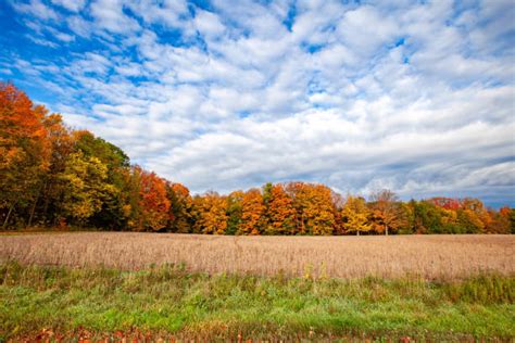 Image result for October Beans