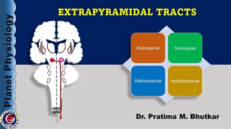 Image result for Extrapyramidal Cortex