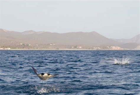 Image result for Manta Ray Jumping Over Bridge