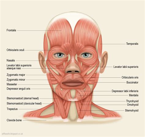 Image result for Neck Muscles Front View