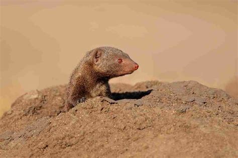 Image result for Do Mongooses Eat Python's