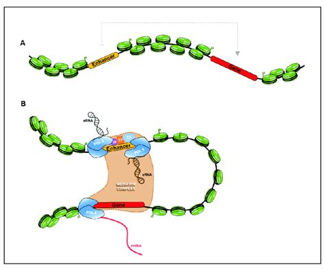 Image result for Enhancer Sequence