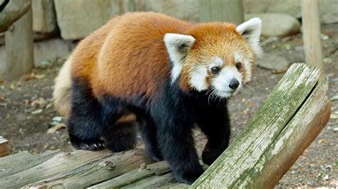 Image result for Red Panda Channel