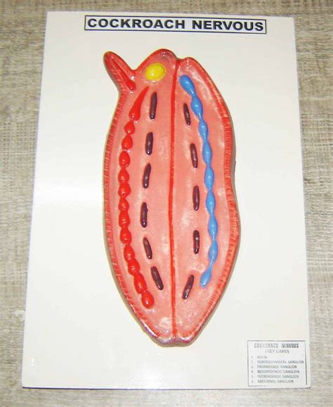 Image result for Cockroach Nervous System