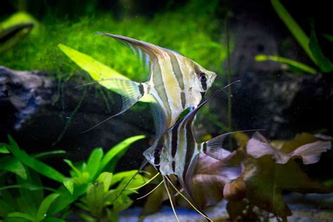 Image result for Angelfish Breeding