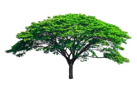Image result for Tree Transparent Background