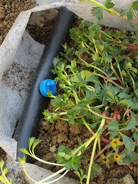 Image result for Drip System