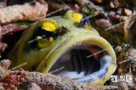 Image result for Mini Cooper Fish Screaming