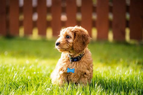 Image result for Mini Cockapoo Training