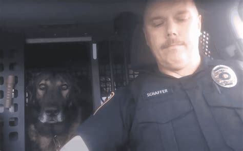 Image result for K9 Call Out Script