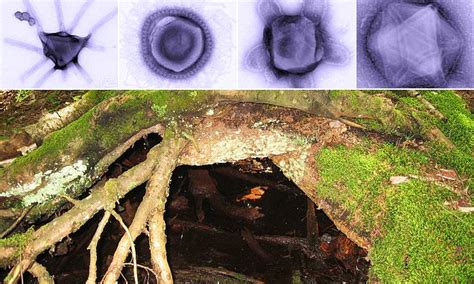 Image result for Alien Meteor Virus