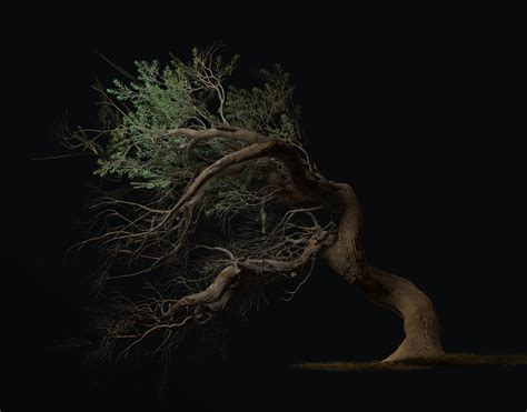 Image result for Tree Texture Maya