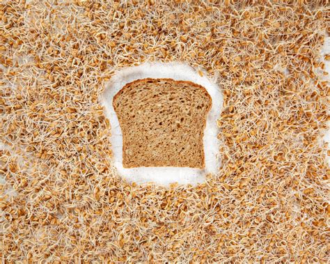 Image result for All Sprouted Code