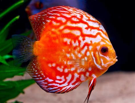 Image result for Rarest Fish Discus