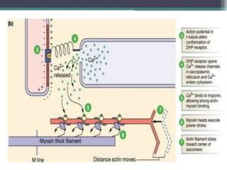 Image result for Excitation-Contraction Coupling Graph