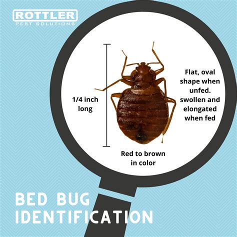 Image result for Bed Bug Identification