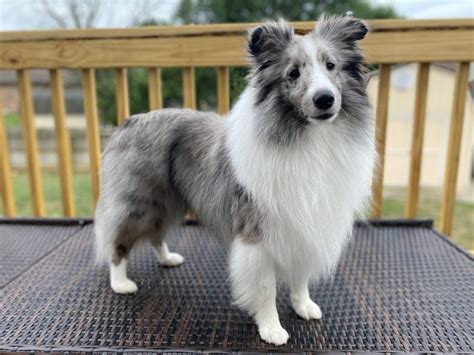 Image result for Sheltie Color Chart