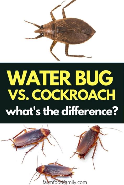 Image result for Water Bug vs Cockroach