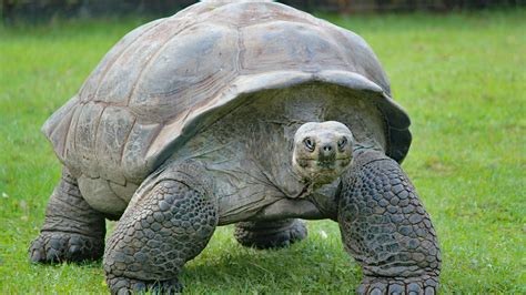 Image result for Large Tortoise