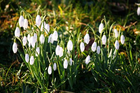 Image result for Snowdrop Pictures Free