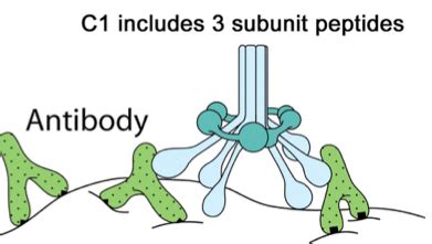Image result for Complement System Map