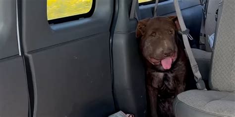 Image result for Perfectly Normal Dog