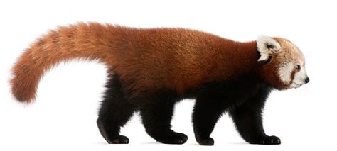 Image result for Red Panda Side View
