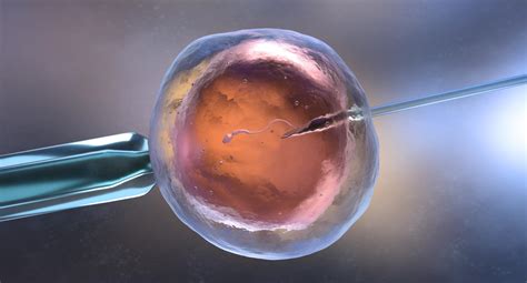 Image result for IVF Process