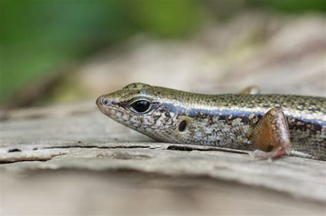 Image result for Lizard Side View