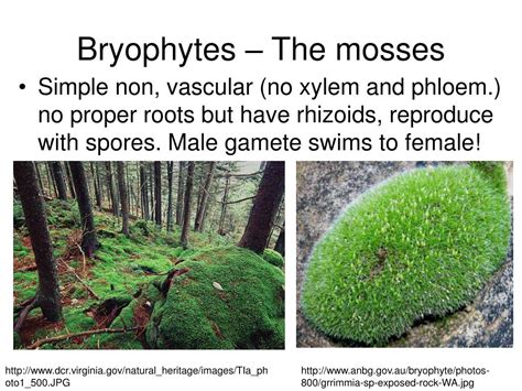 Image result for Classification Examples Grade 5