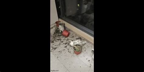 Image result for Chatons Mignons