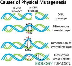 Image result for Dislocation Mutagenesis