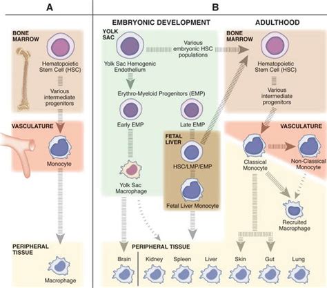 Monocytes function, causes of high and low monocytes