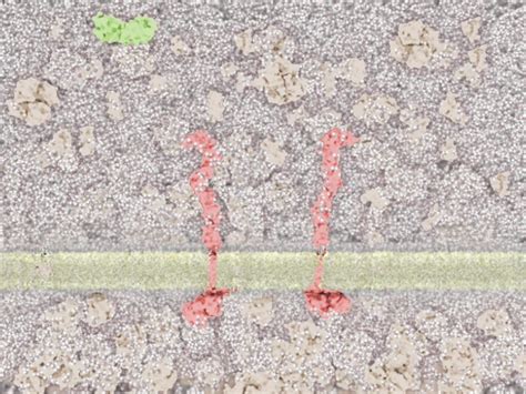 Image result for Protein Interactions Simulating Software