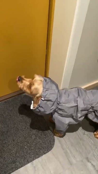 Image result for Cockapoo Shorts