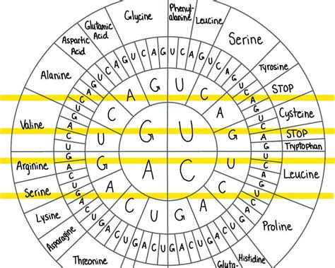 Image result for Amino Acid Codon Chart Tutorial