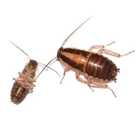 Image result for German Cockroach