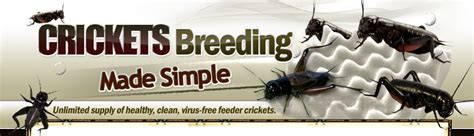 Image result for Breeding Crickets Setup
