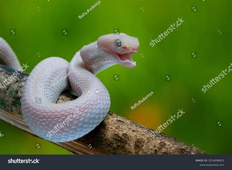 Image result for Python Snake Mouth