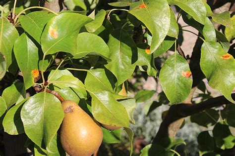 Image result for Pear Tree Rust Treatment