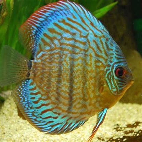 Image result for Discus Types and Colours