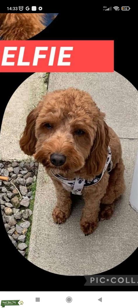 Image result for Red Cavapoo with Light Streaks