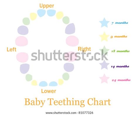 Baby Teething Chart Stock Vector (Royalty Free) 81077326