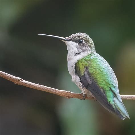 Image result for Ruby-throated Hummingbird